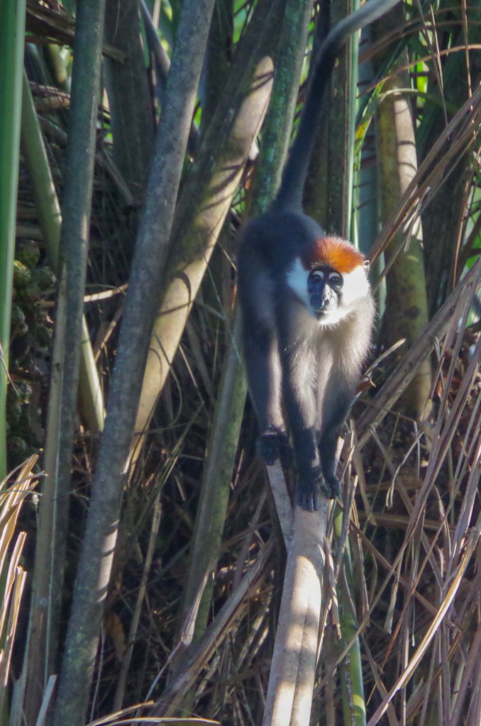 Monkeying Around in Yenzi – Gamba, Gabon | ATGabon
