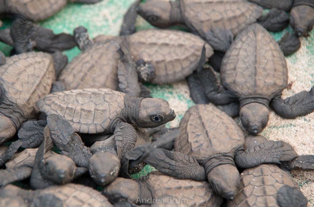 Sea Turtles in Gamba, Gabon | ATGabon