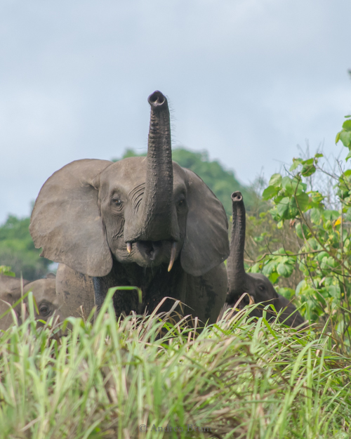 Hiking and Wildlife in Loango National Park, Gabon | ATGabon