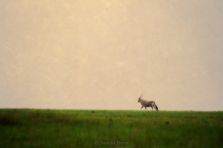 Gabon Road Trip. Assiami Vineyard - Leconi | ATGabon