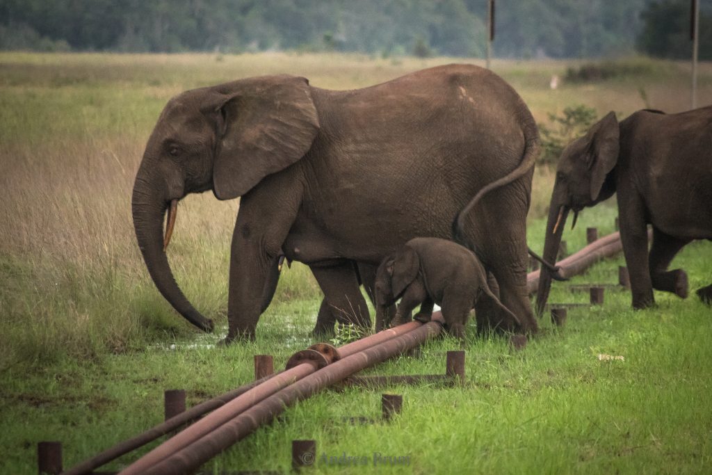 Baby Elephant Under the Full Moon in Gamba, Gabon | ATGabon