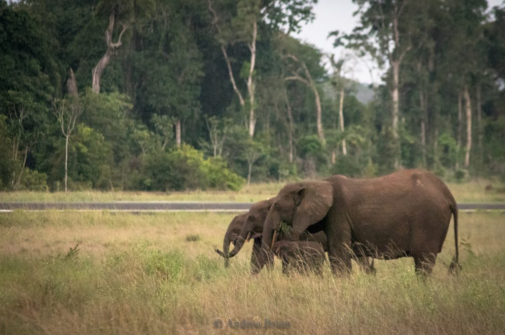 Baby Elephant Under the Full Moon in Gamba, Gabon | ATGabon
