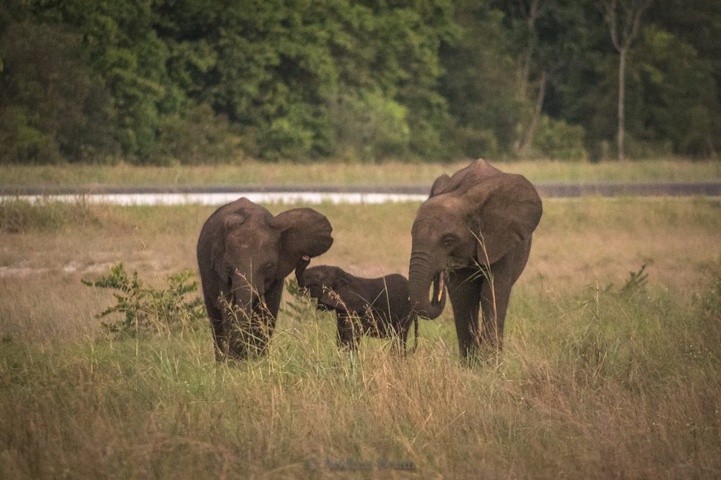 Baby Elephant Under the Full Moon in Gamba, Gabon | ATGabon