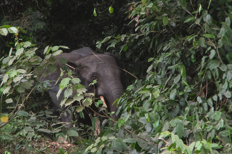 Gabon Road Trip. Gamba - Lope National Park | ATGabon