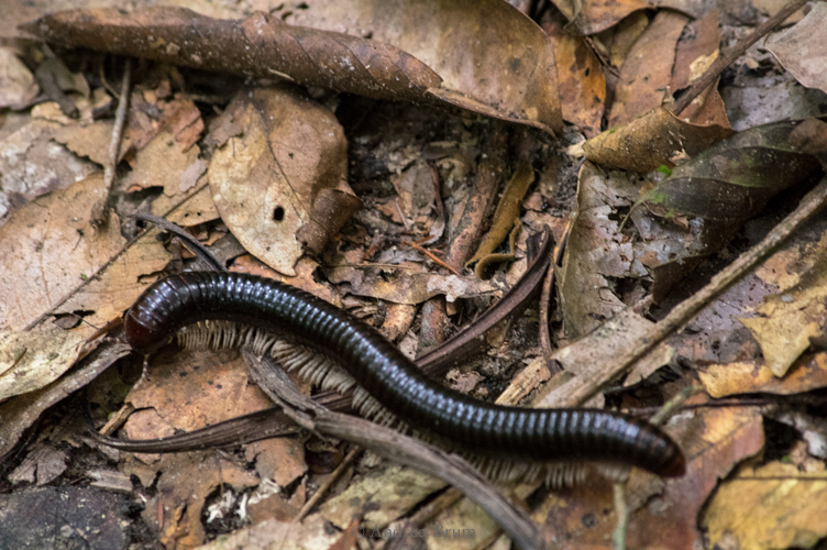 Gabon Road Trip. Lope National Park | ATGabon