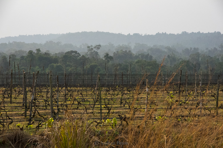 Gabon Road Trip. Assiami Vineyard - Leconi | ATGabon