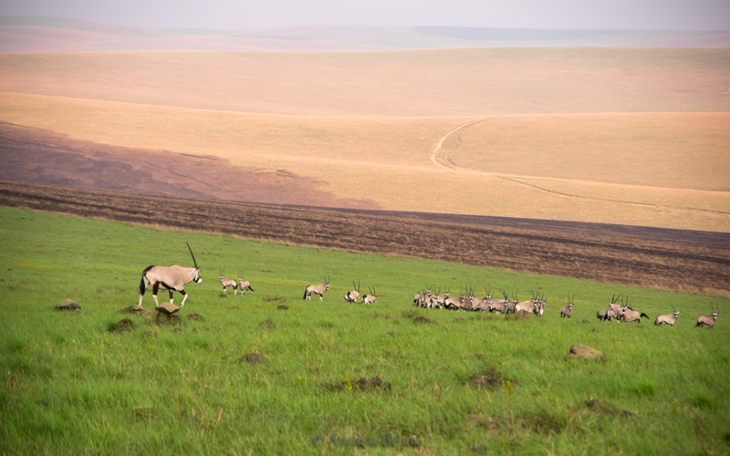 Gabon Road Trip. Assiami Vineyard - Leconi | ATGabon