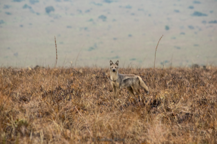 Gabon Road Trip. Assiami Vineyard - Leconi | ATGabon